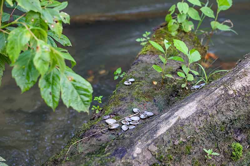 Wild, Water-Cleaning Creatures